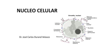 NUCLEO CELULAR - BIOQUÍMICA Y BIOLOGÍA MOLECULAR | PDF