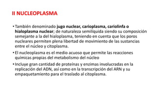 NUCLEO CELULAR - BIOQUÍMICA Y BIOLOGÍA MOLECULAR | PDF