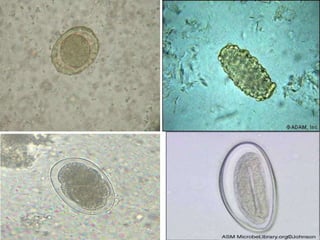9- PARASITOLOGY INTRODUCTION_Dr Ayesha (23-11-2020).pdf