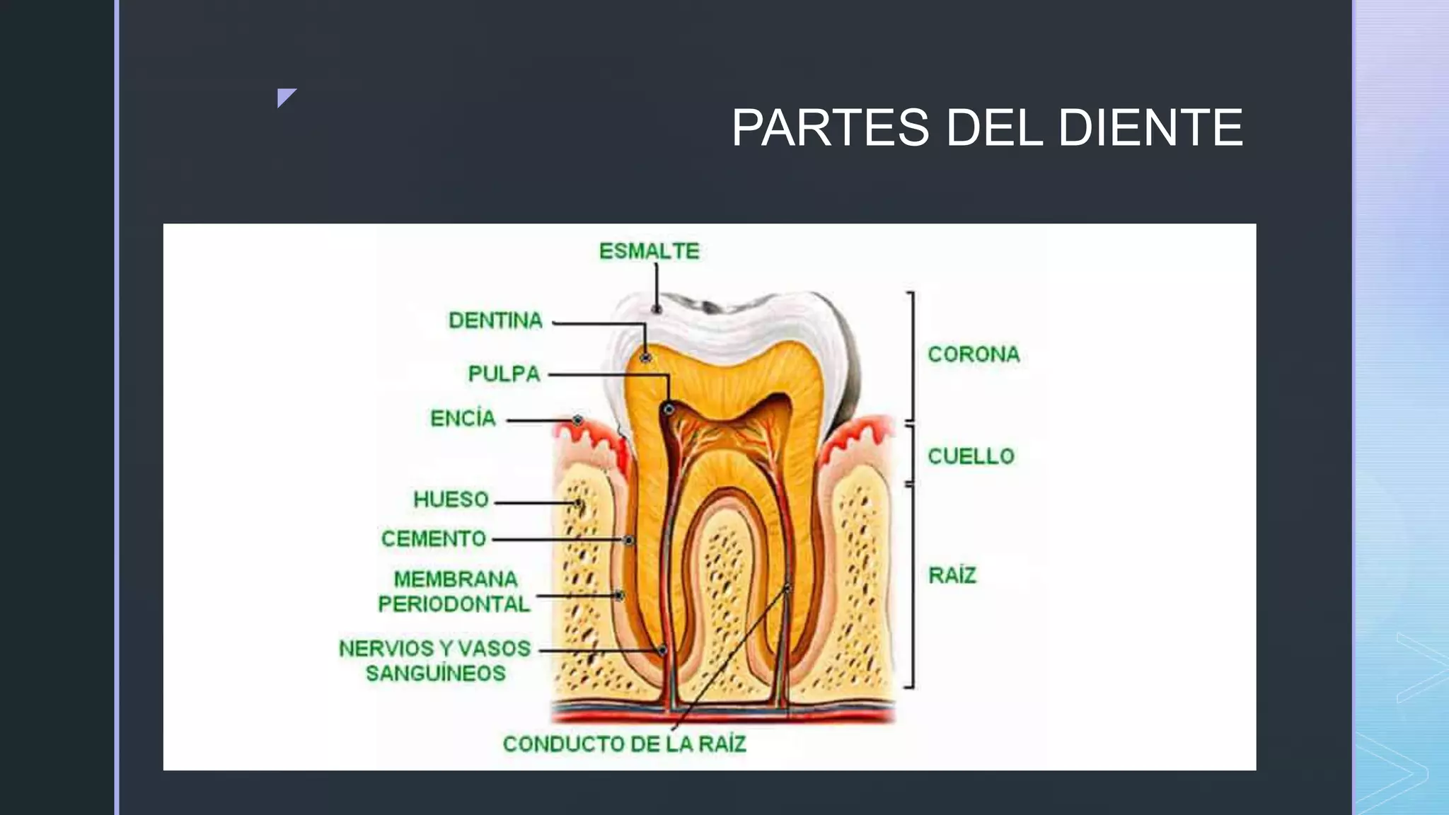 9 partes del diente | PPTX