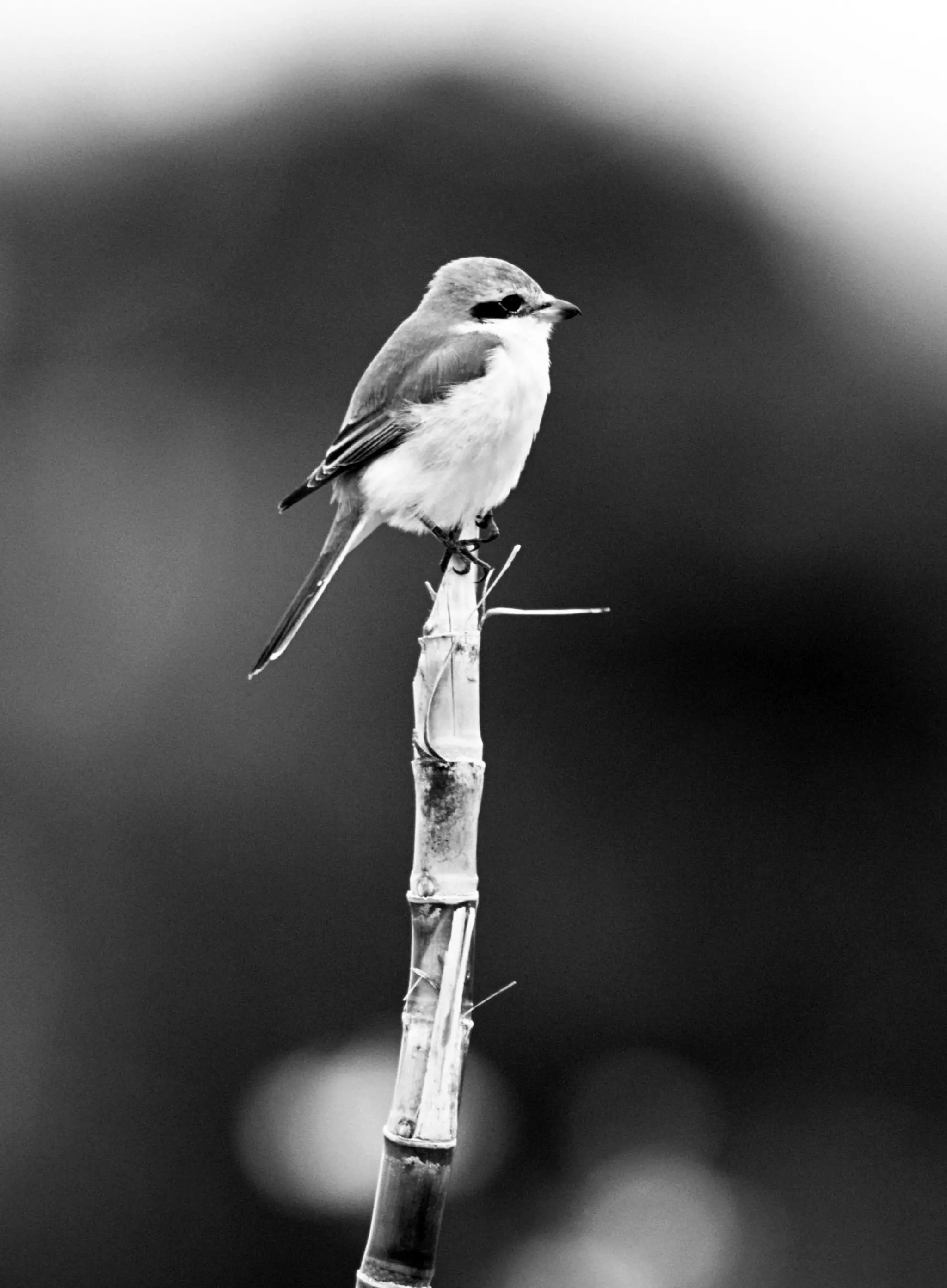 9-pathama-dhamma.pdf