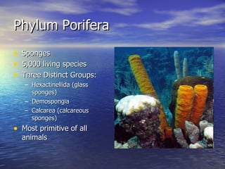 Kingdom Animalia Phylum Porifera