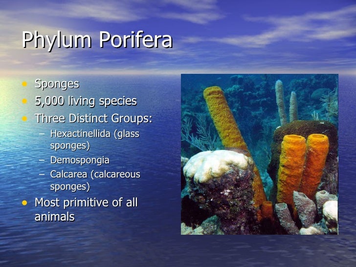 Sponge Phylum Habitat Info at Hudson Slattery blog