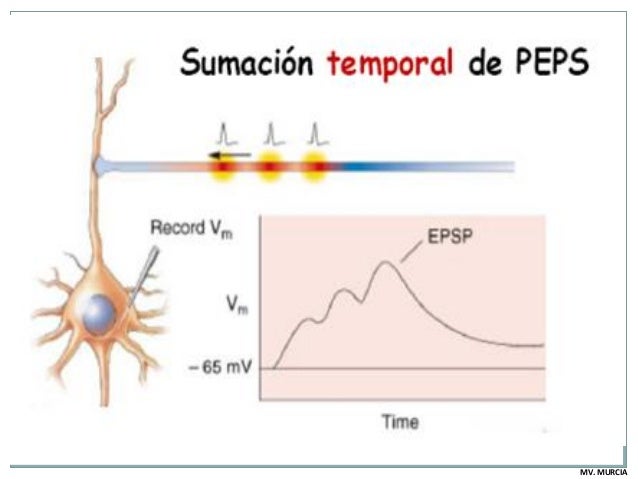 Receptores sensitivos, circuitos neuronales para el procesamiento de la ...
