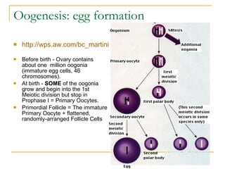 Notes - Female Reproductive System | PPT