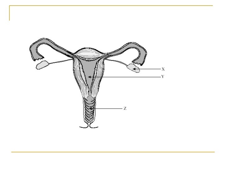 Notes - Female Reproductive System