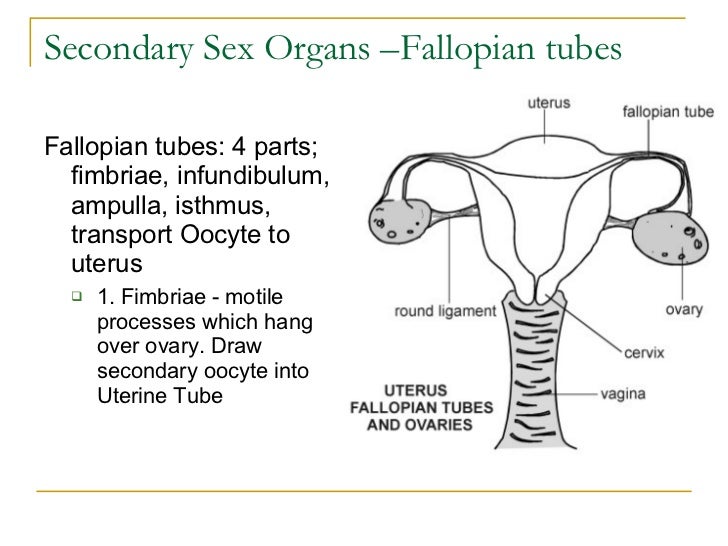 Notes - Female Reproductive System