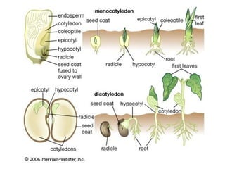 9-Seed New curriculum project Germination.ppt