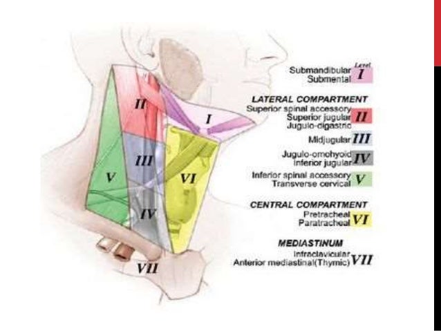 SELECTIVE NECK DISSECTION