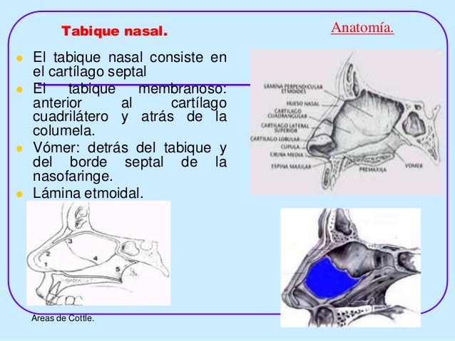 9. tabique nasal.