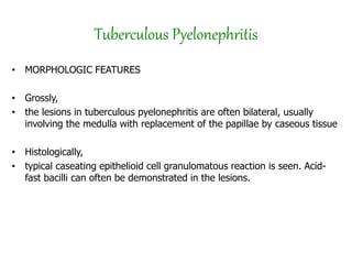 THE KIDNEY: TUBULAR & TUBULOINTERSTITIAL DISEASES | PPTX