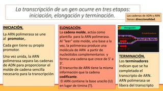 9- TRANSCRIPCION DEL ADN -- PROCESAMIENTO -- 2025.pdf