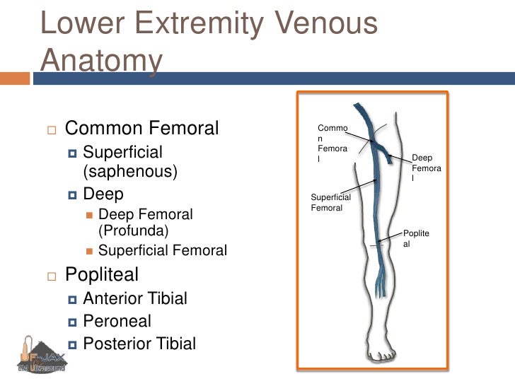 Distal Upper Extremity Anatomy