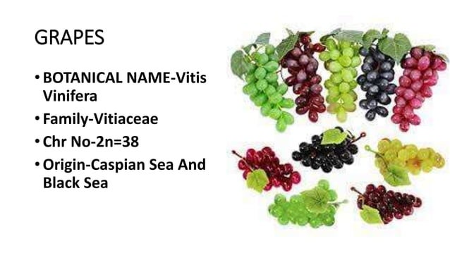 9013 SUNIL GRAPES.pptx