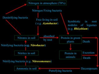 01_Nitrogen Cycle | PPTX