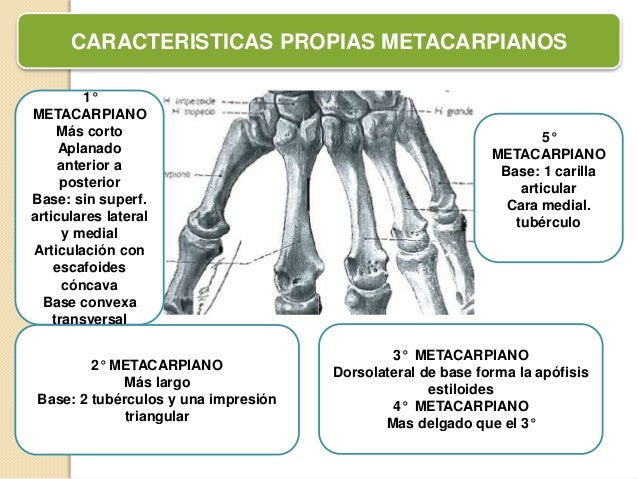 Anatomía. Huesos de la mano