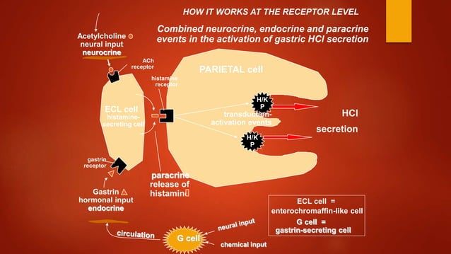 Gastrointestinal hormone 2 | PPT