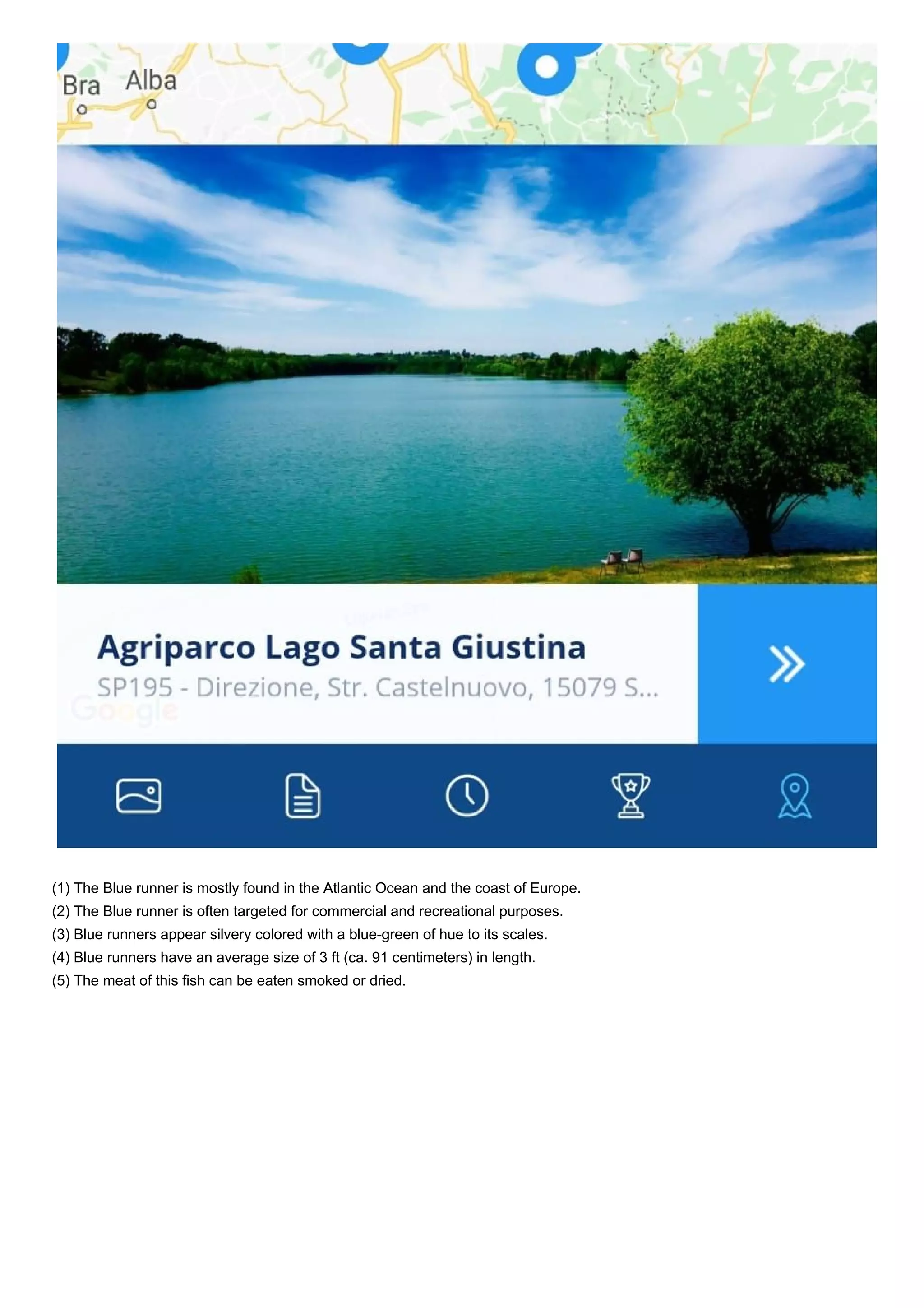 The Blue Runner Fish | PDF