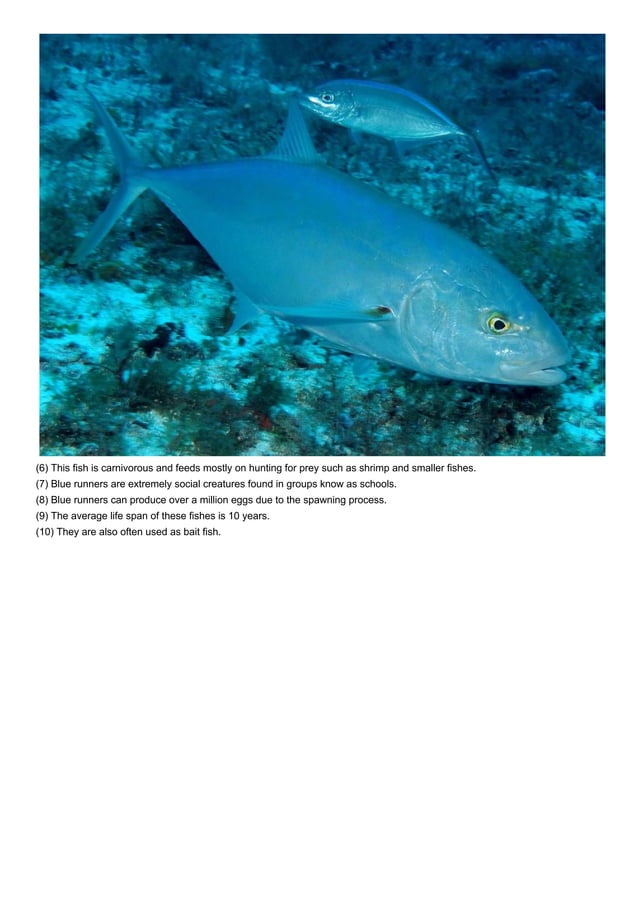 The Blue Runner Fish | PDF