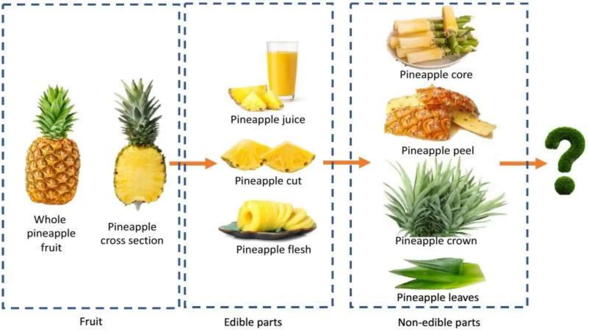 Nutrient management in Pineapple | PPTX