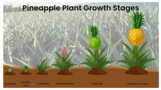 Nutrient management in Pineapple | PPTX