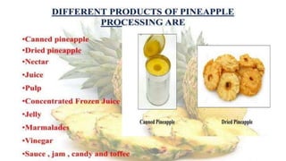 Nutrient management in Pineapple | PPTX