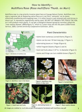 Guide to Assessing Invasive Plants | PPTX