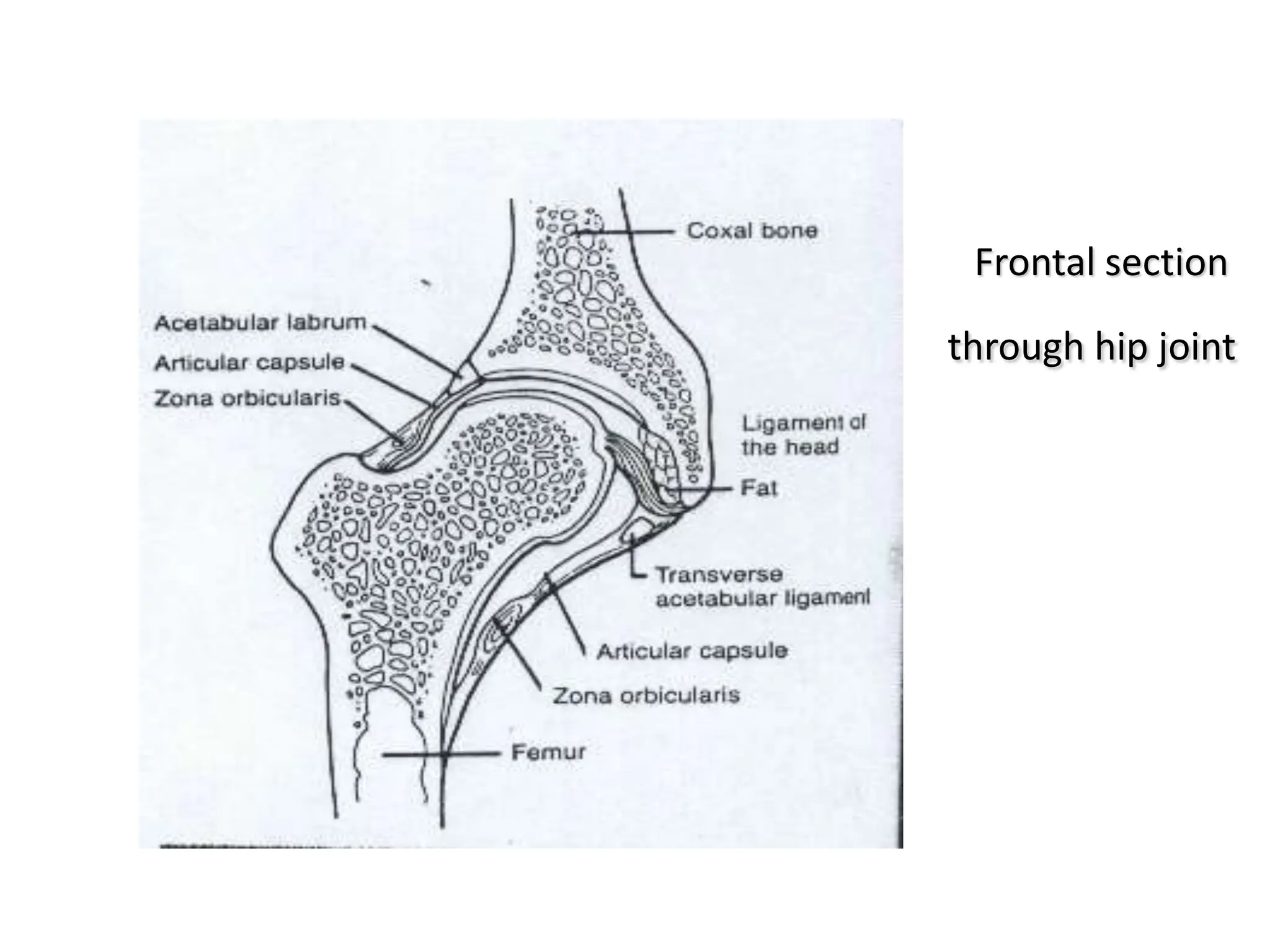 hip biomechanics, a simple presentation for beginners | PPT