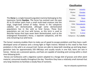 Horse Anatomy #2 | PPT