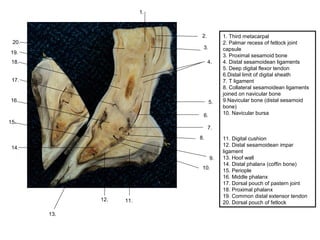 Horse Anatomy #2 | PPT | Equine Sports | Sports