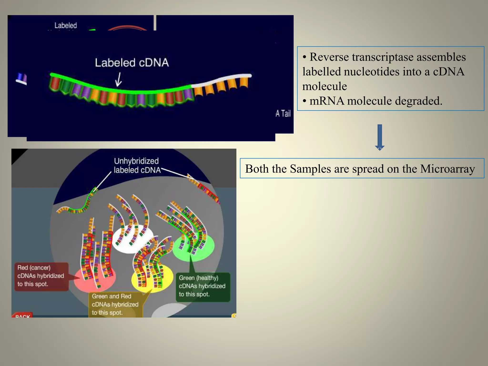 Microarray technique | PPTX