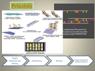 Microarray technique | PPTX
