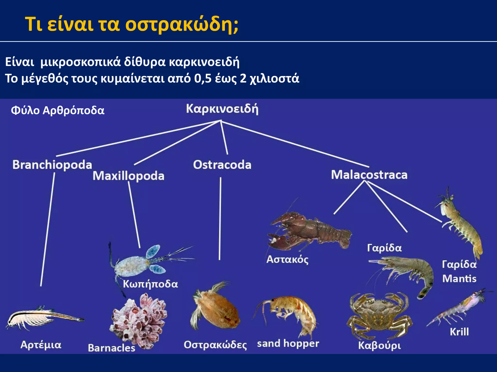Μια πλούσια πανίδα οστρακωδών από το Ακρωτήρι Καλογεράς | PPT
