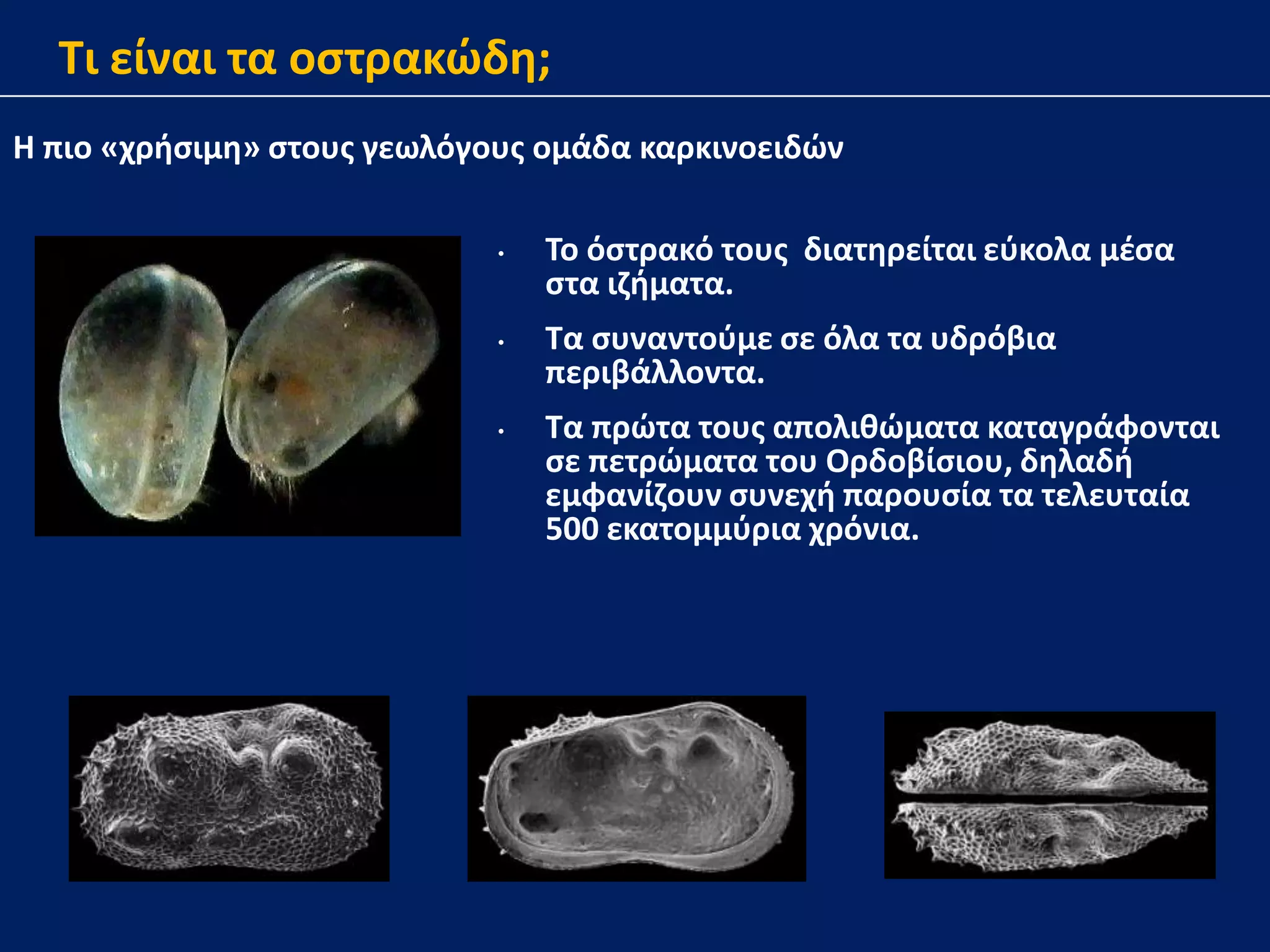 Μια πλούσια πανίδα οστρακωδών από το Ακρωτήρι Καλογεράς | PPT