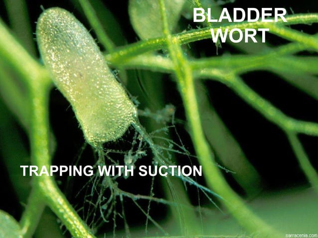 HETEROTROPHIC NUTRITION IN PLANTS | PPT