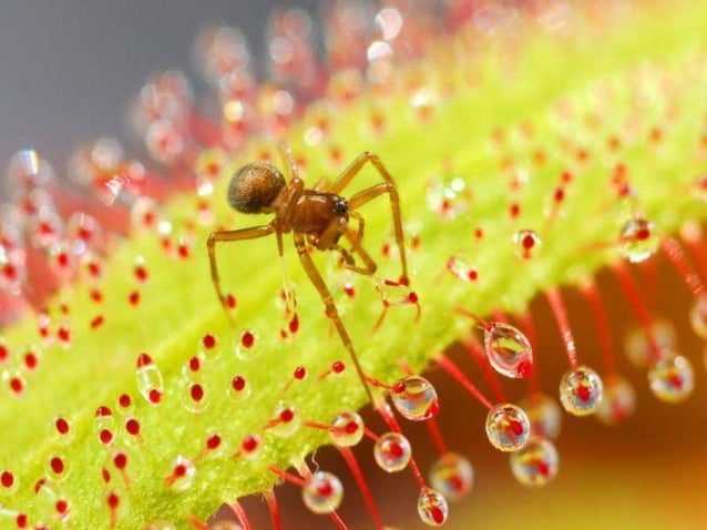 HETEROTROPHIC NUTRITION IN PLANTS | PPT