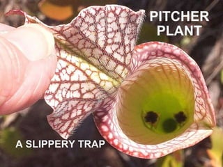 Heterotrophic Plants