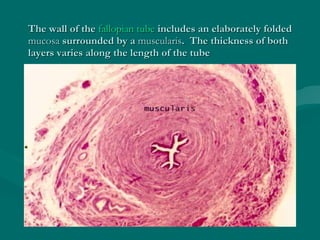 914909 female-reproductive | PPT