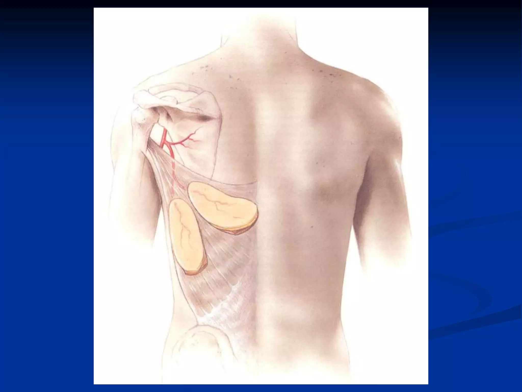 9162_free-flap-reconstruction-of-head-and-neck-defects.ppt