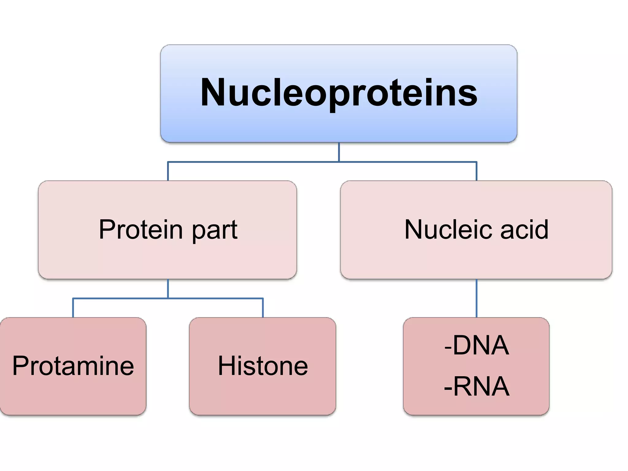 Nucleoproteins - Biochemistry | PPTX