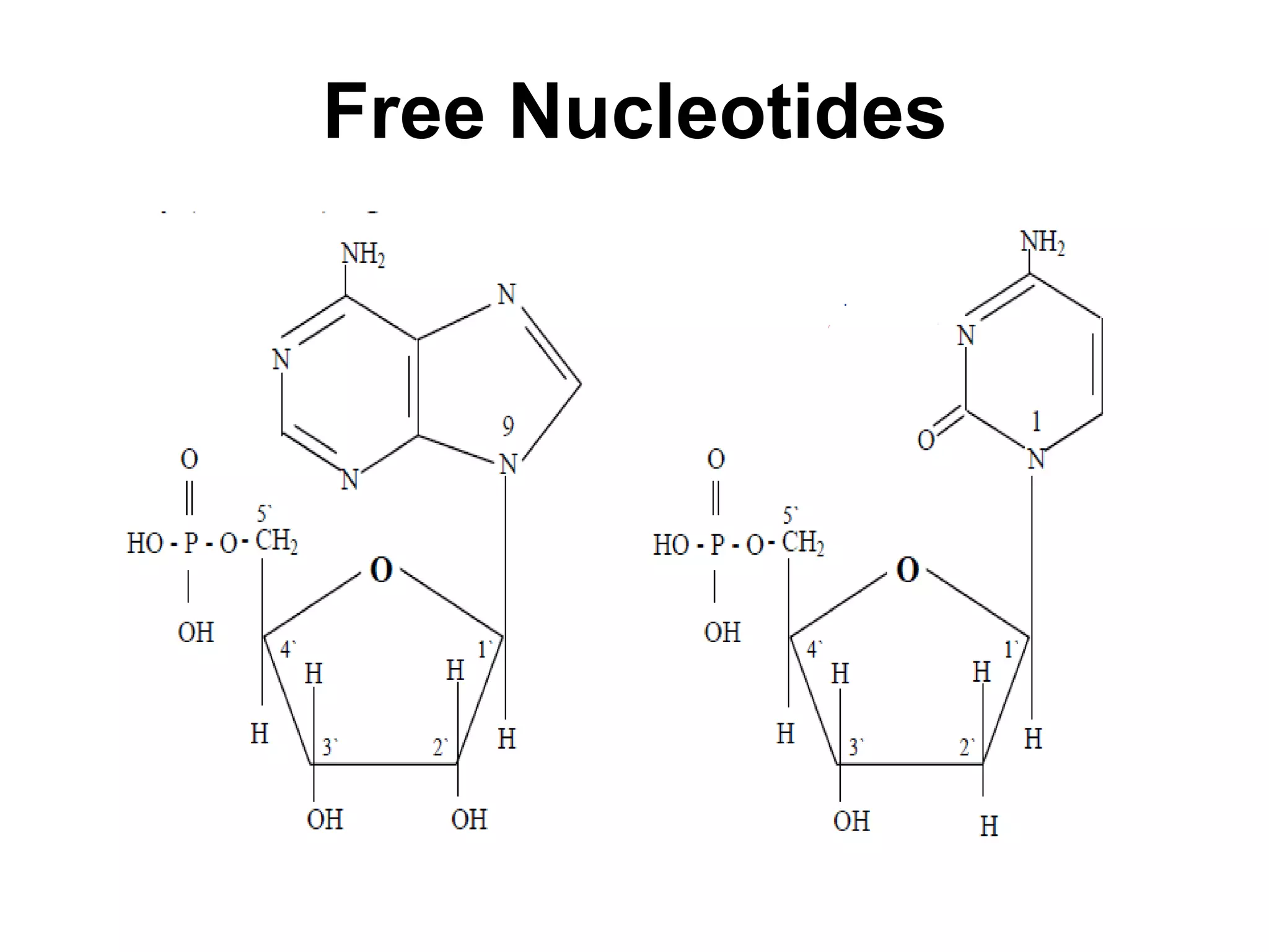 Nucleoproteins - Biochemistry | PPTX