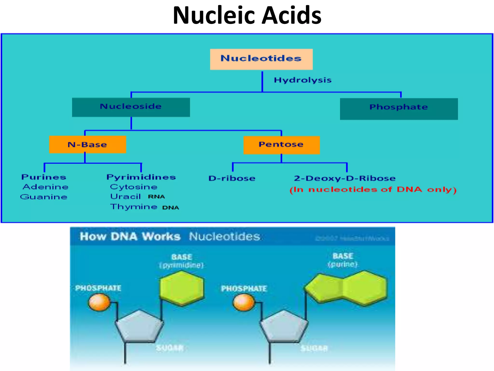 Nucleoproteins - Biochemistry | PPTX