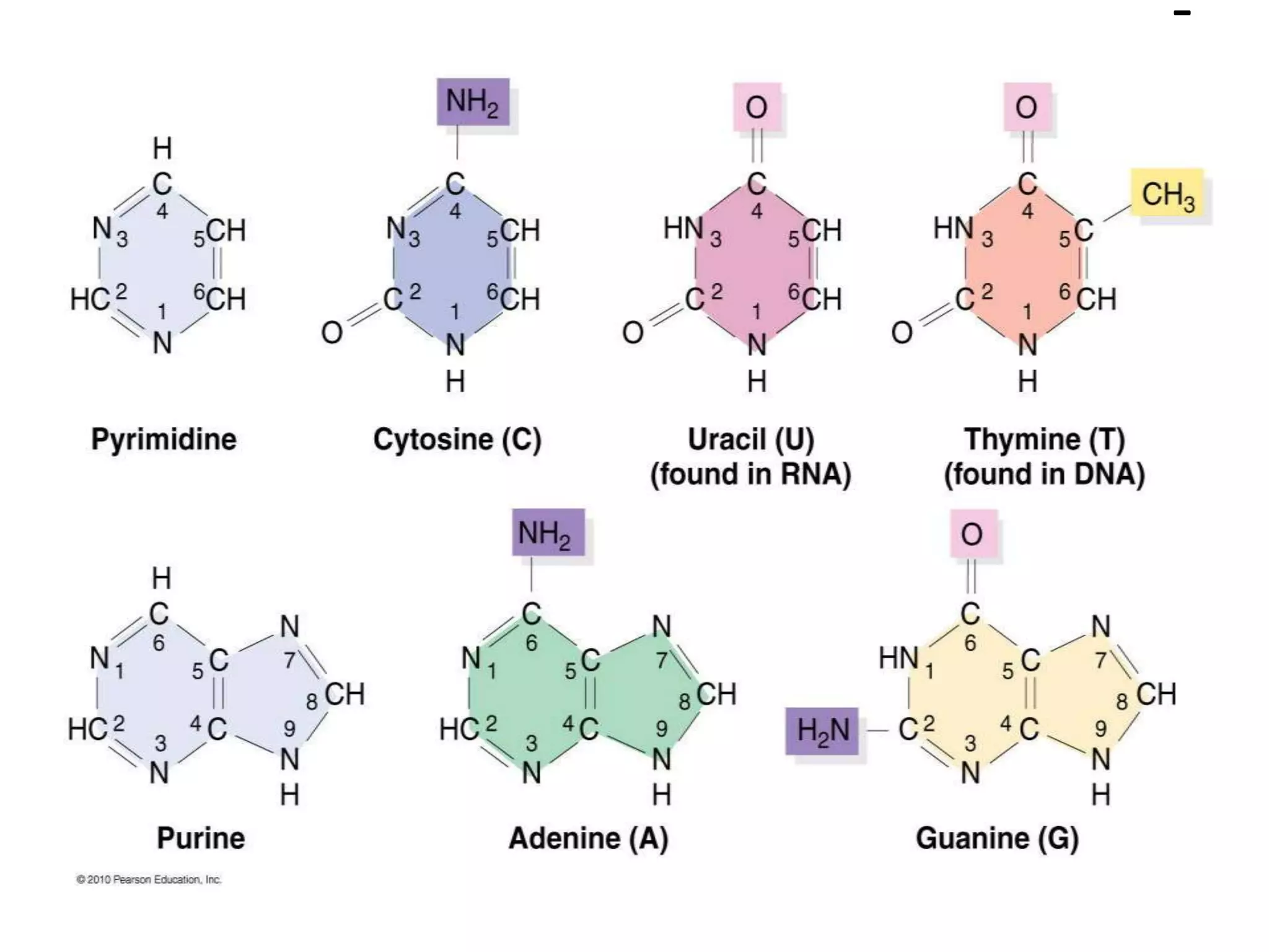 Nucleoproteins - Biochemistry | PPTX
