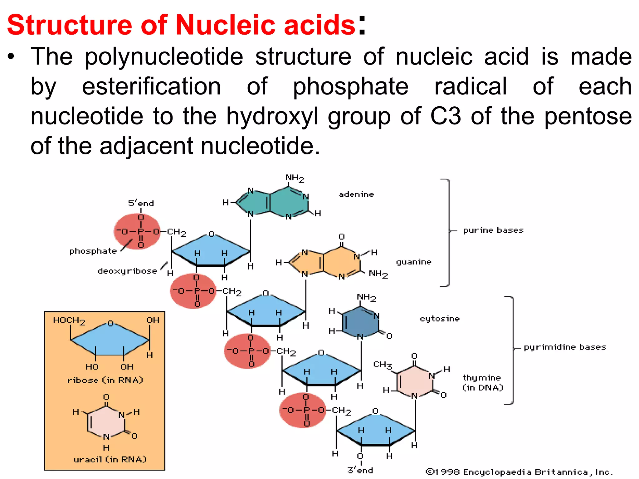 Nucleoproteins - Biochemistry | PPTX