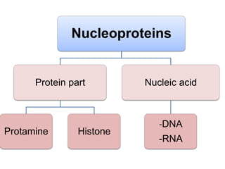 Nucleoproteins - Biochemistry | PPTX
