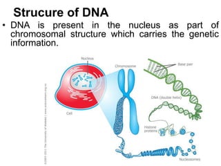Nucleoproteins - Biochemistry | PPTX