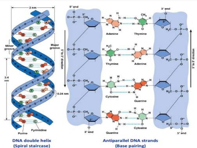 Nucleoproteins - Biochemistry