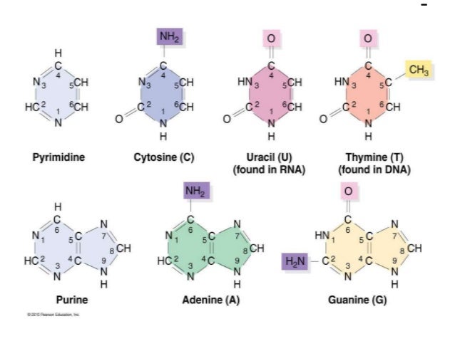 Nucleoproteins - Biochemistry