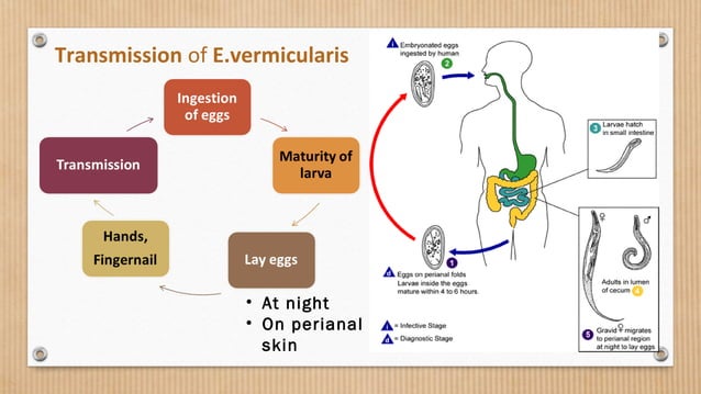Pinworms[Hye Won] | PPT