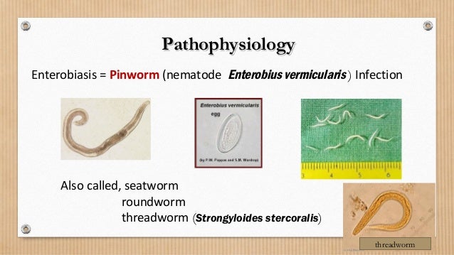 Pinworms[Hye Won]